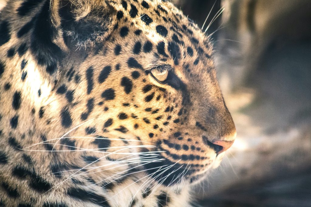 8‑Day Epic Wild and Beach Safari Tanzania – Luxury Adventure