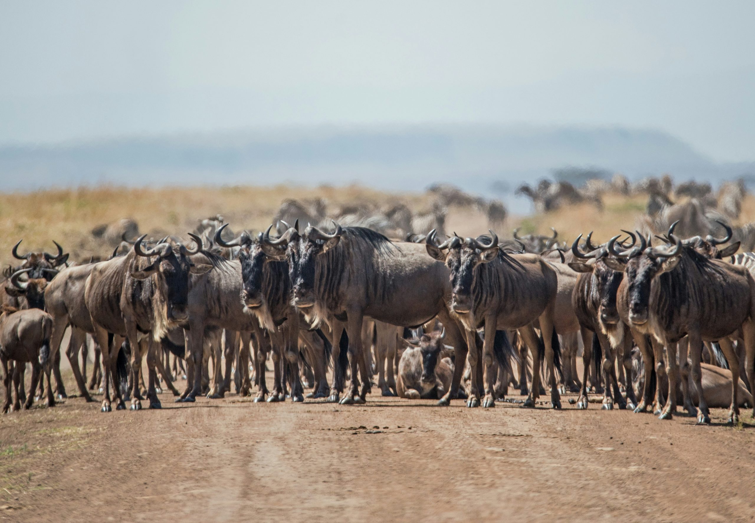 Tanzania Wildebeest Migration |8-Day Luxury Safari